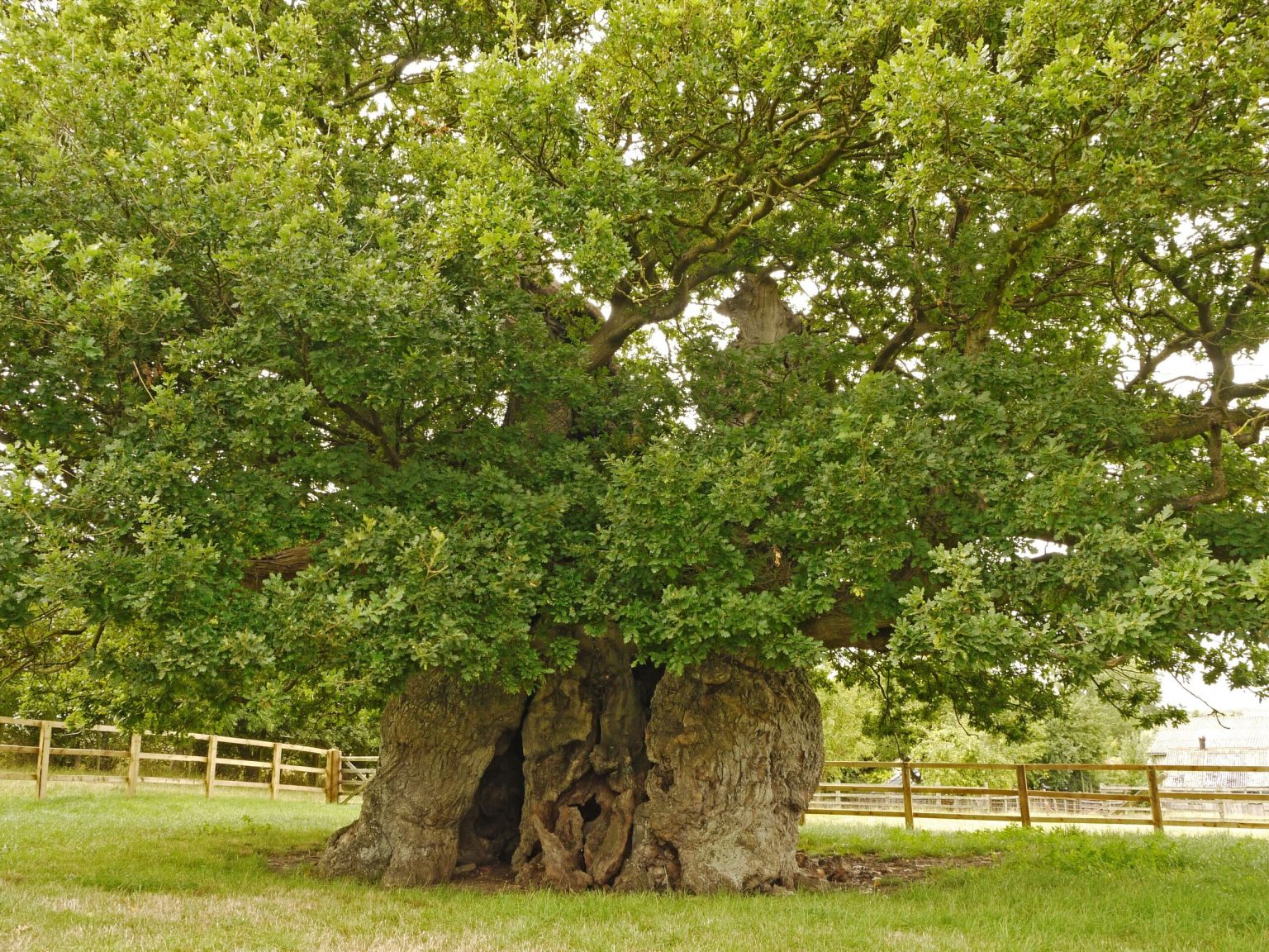 Centuries-old Scottish oak named after ceilidh band wins tree of the ...