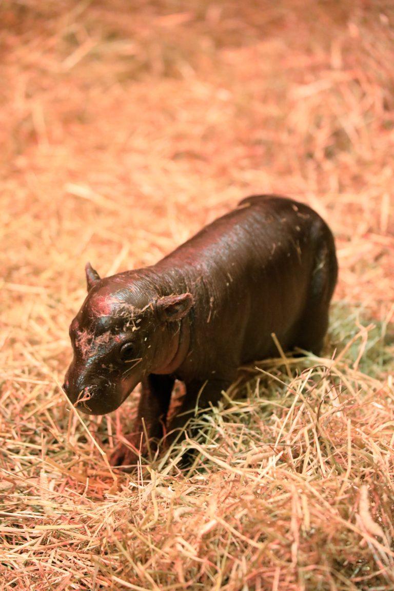 Scotland's Moo Deng: Endangered pygmy hippo calf arrives at Edinburgh ...
