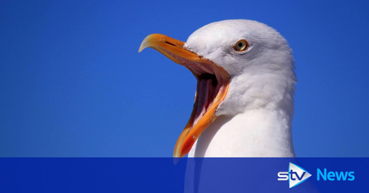 'Bitterly disappointing' response for help to solve urban gull problems ...