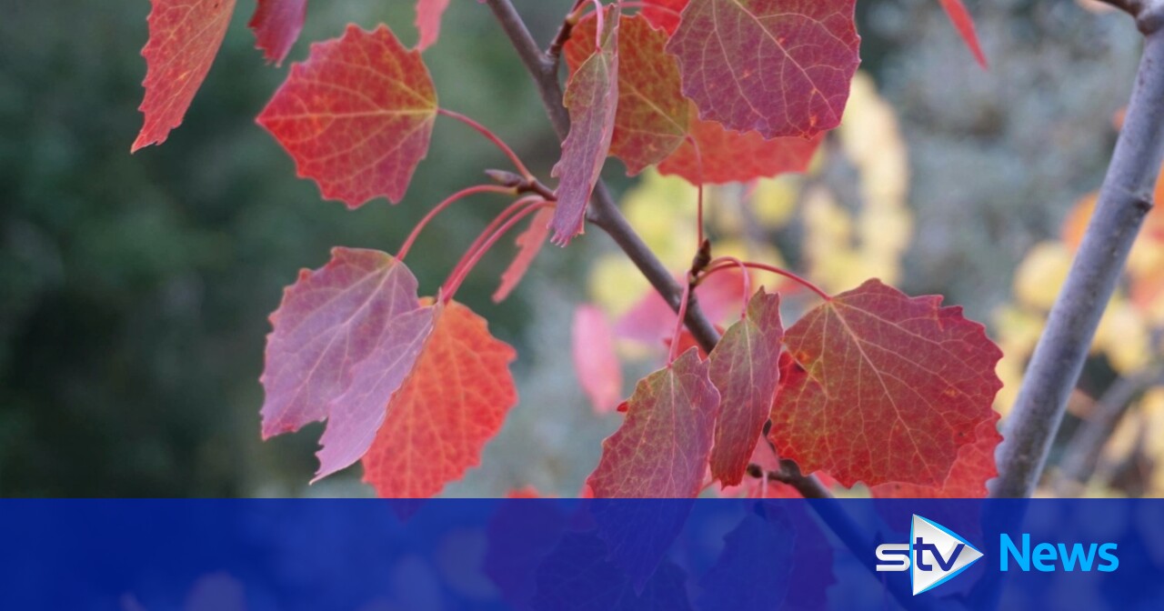 New initiative to provide ‘much-needed hope’ for endangered native ...