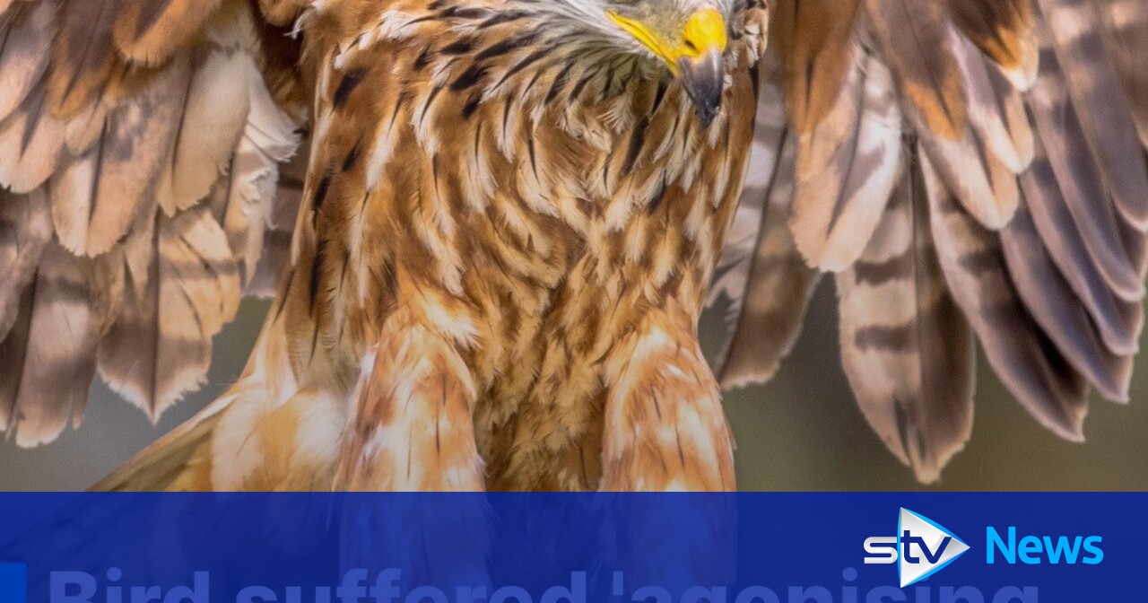 Bird suffered ‘agonising death’ after being poisoned with banned ...