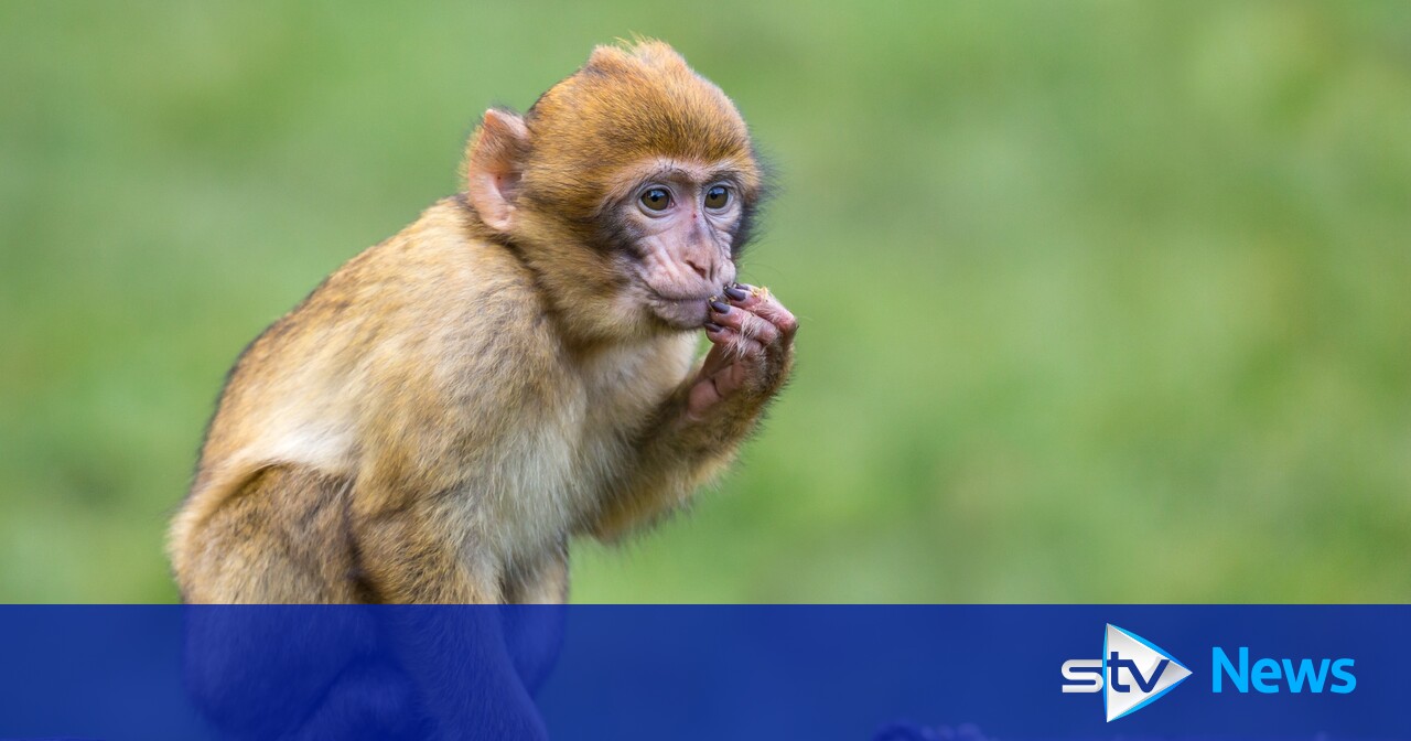 Two women jailed for global monkey torture ring | STV News