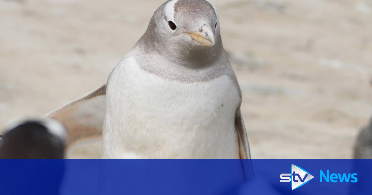 Edinburgh Zoo announces death of oldest silver gentoo penguin ...