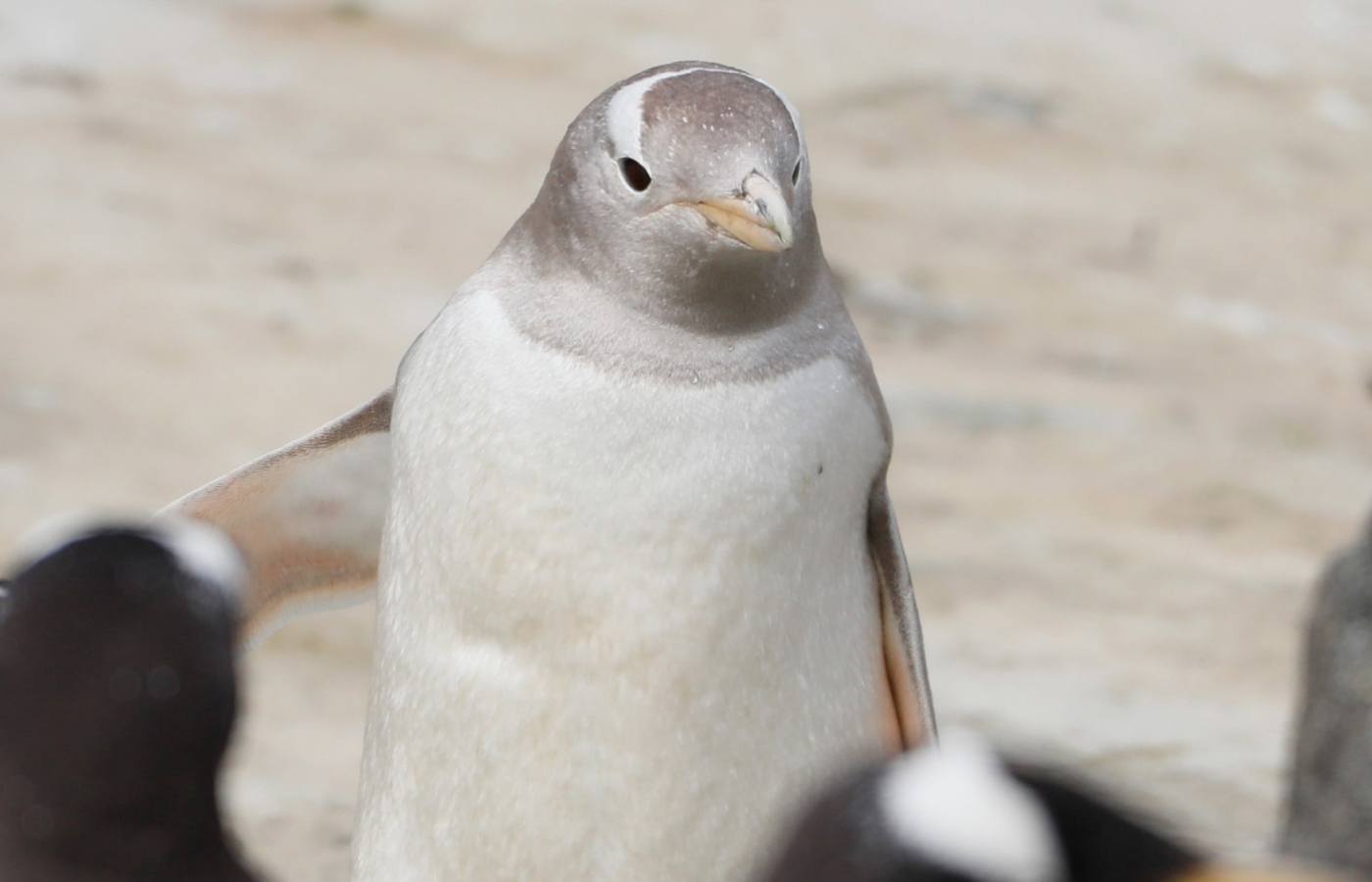 Edinburgh Zoo announces death of oldest silver gentoo penguin ...