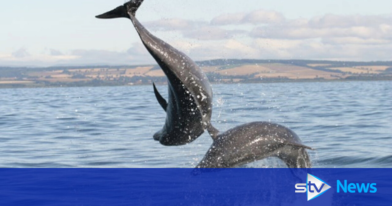 Tool developed to track dolphins by their ‘regional accent’ | STV News