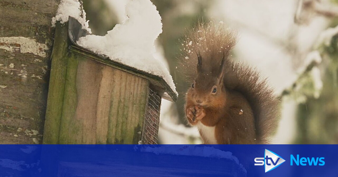 Over 2,500 sightings of red and grey squirrels reported during Great ...