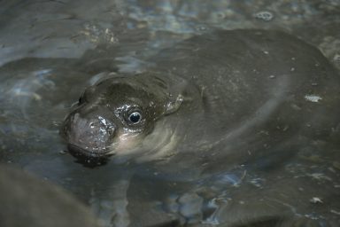 Haggis the baby pygmy hippo enjoys festive dip at Edinburgh Zoo ...