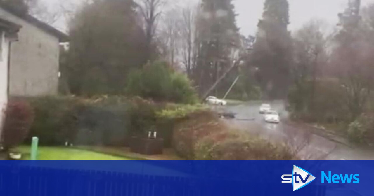 Watch driver's near-miss as tree falls onto road amid Storm Eowyn | STV ...