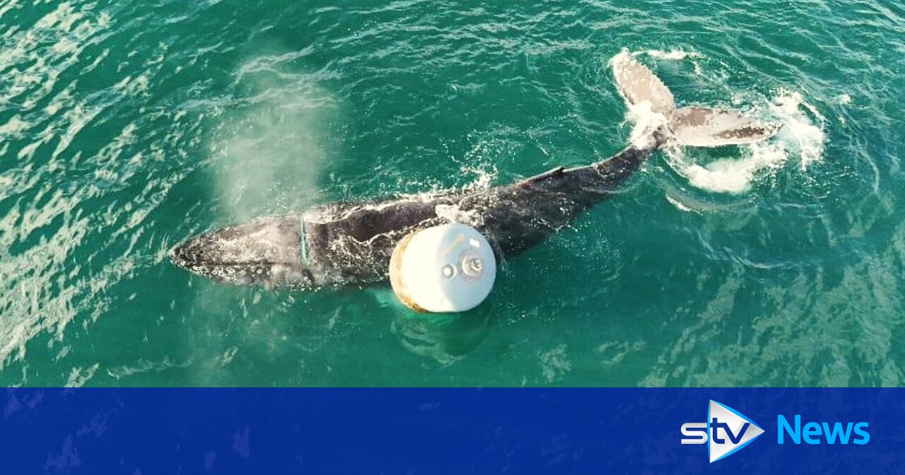 Humpback whale entangled in rope at fish farm on Isle of Skye freed ...