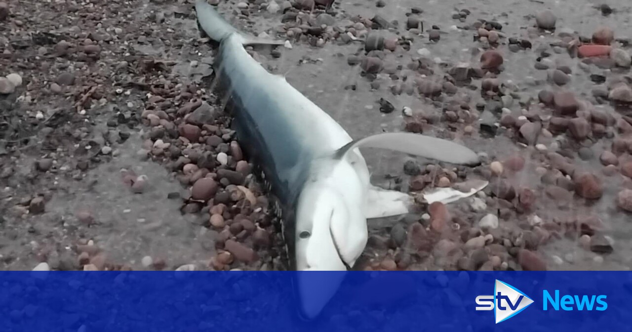 Woman attempts to save shark which washed up on beach | STV News