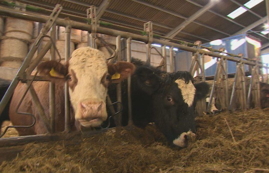 Warning over red meat shortages as Scotland's beef supplies near ...