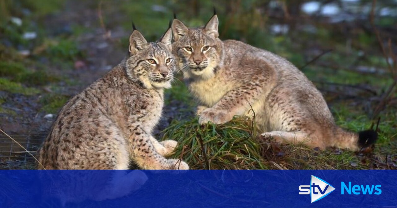 Two more lynx on the loose after illegal release amid 'do not approach' warning | STV News