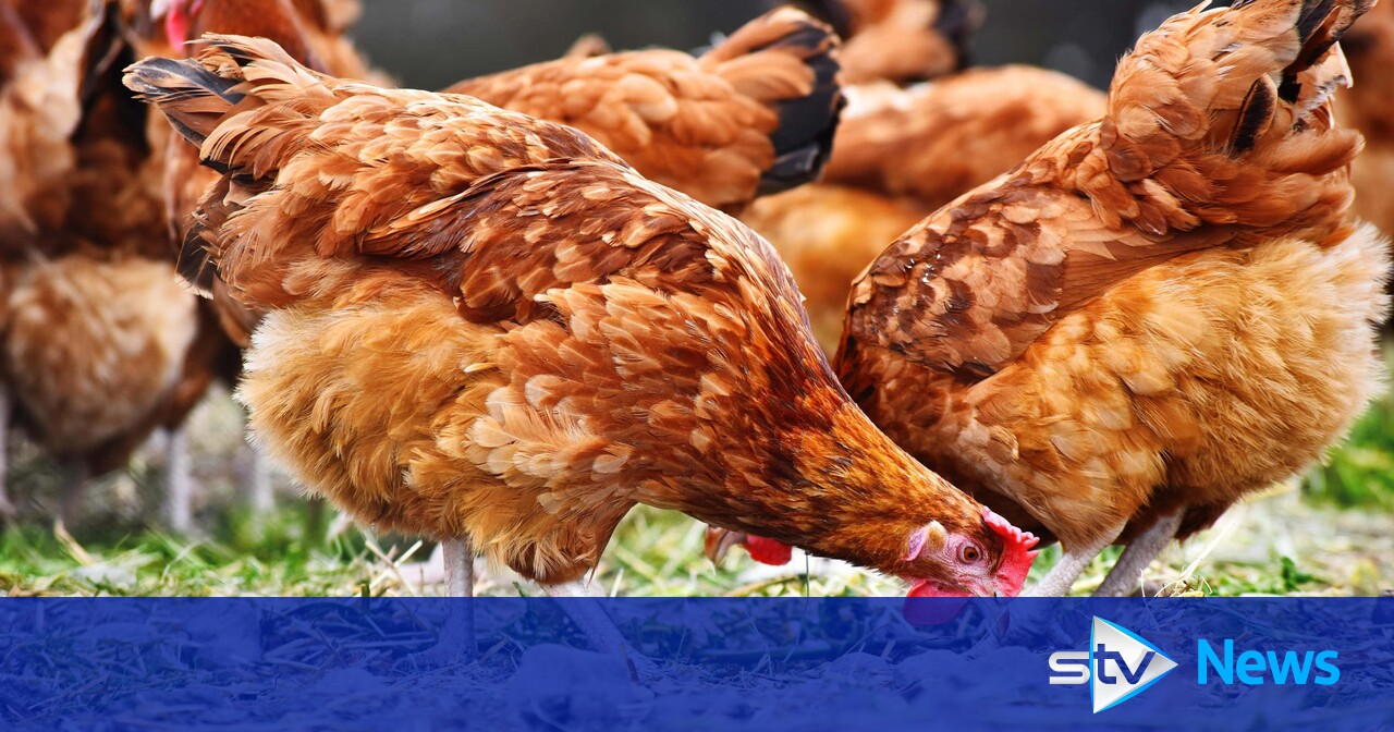 Scotland’s chief vet officer confirms bird flu outbreak in Angus | STV News
