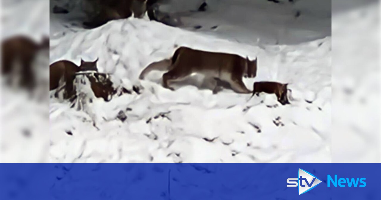 Lynx on loose captured after 'reckless' release into wild | STV News