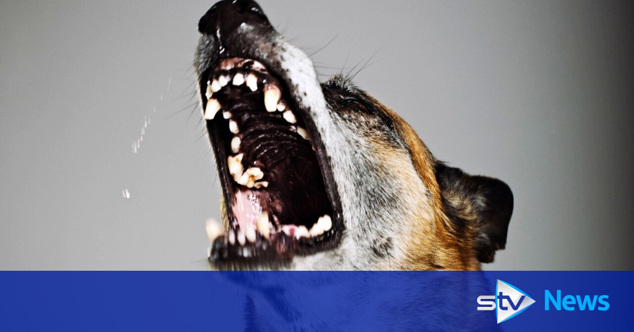 'Werewolf syndrome' warning for dog owners over chews from China which ...