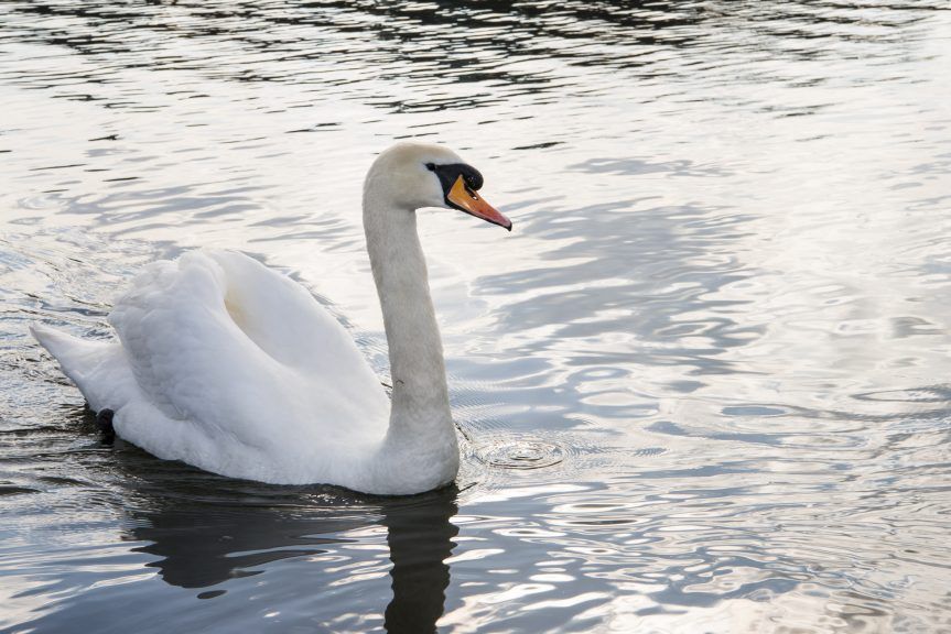 Fire crews called to Glasgow canal after swan becomes trapped by ...