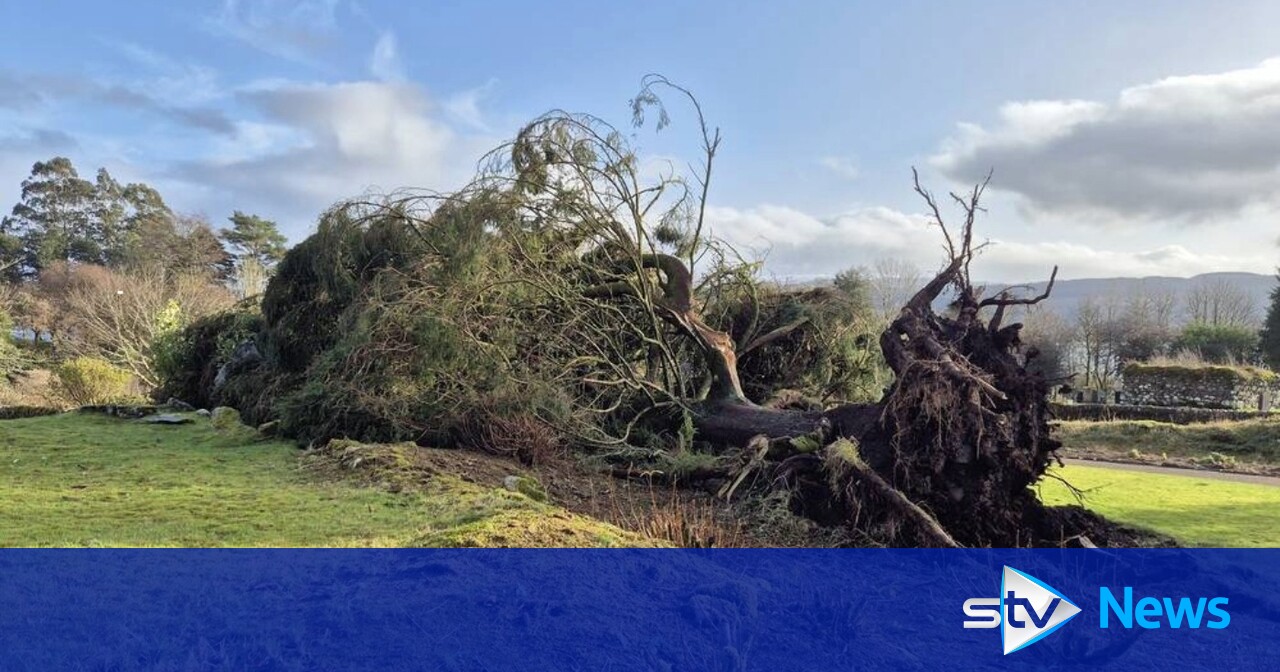 More than 300 trees lost across National Trust parks after Storm Eowyn ...