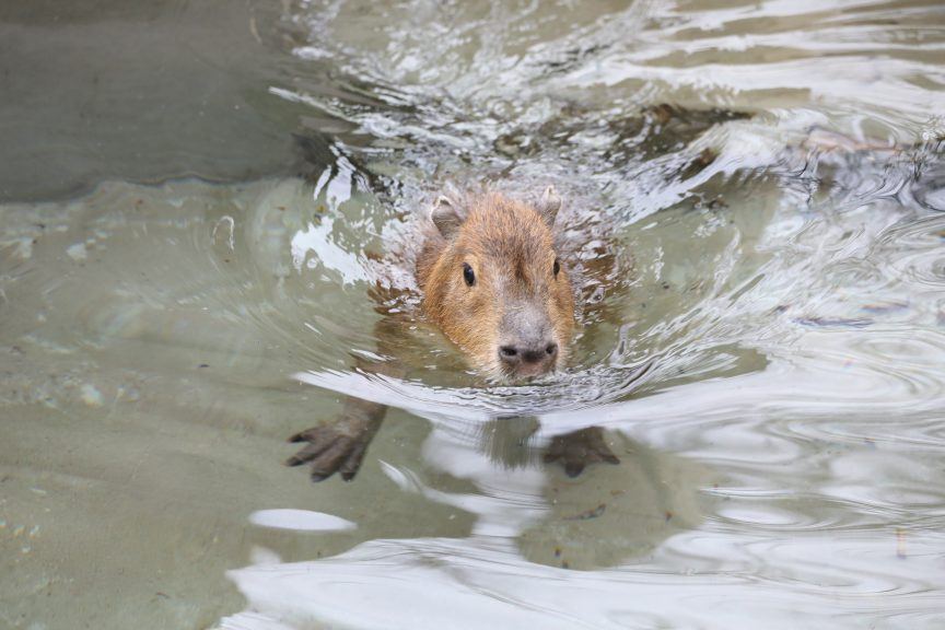 Baby capybaras spotted swimming and exploring new home at Edinburgh Zoo ...