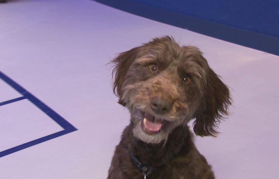 The Beano rename Fatty and Spotty from Bash Street Kids and introduce ...