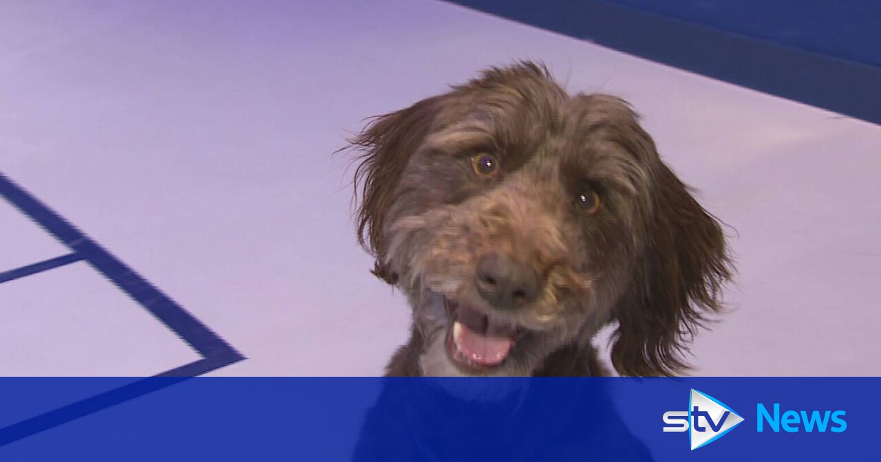 Scots service dog 'wows' judges securing role in Glasgow comedy ...