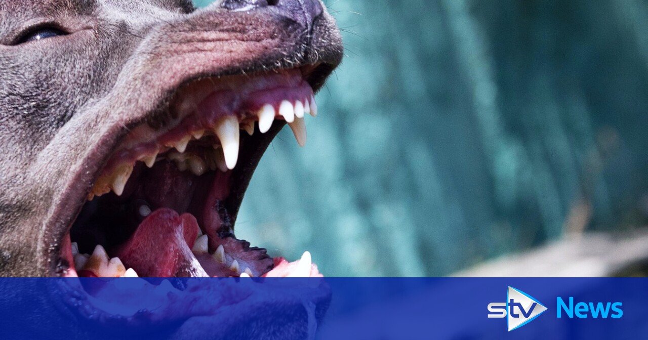 Staffy put down after biting woman's arm and attacking two others | STV ...