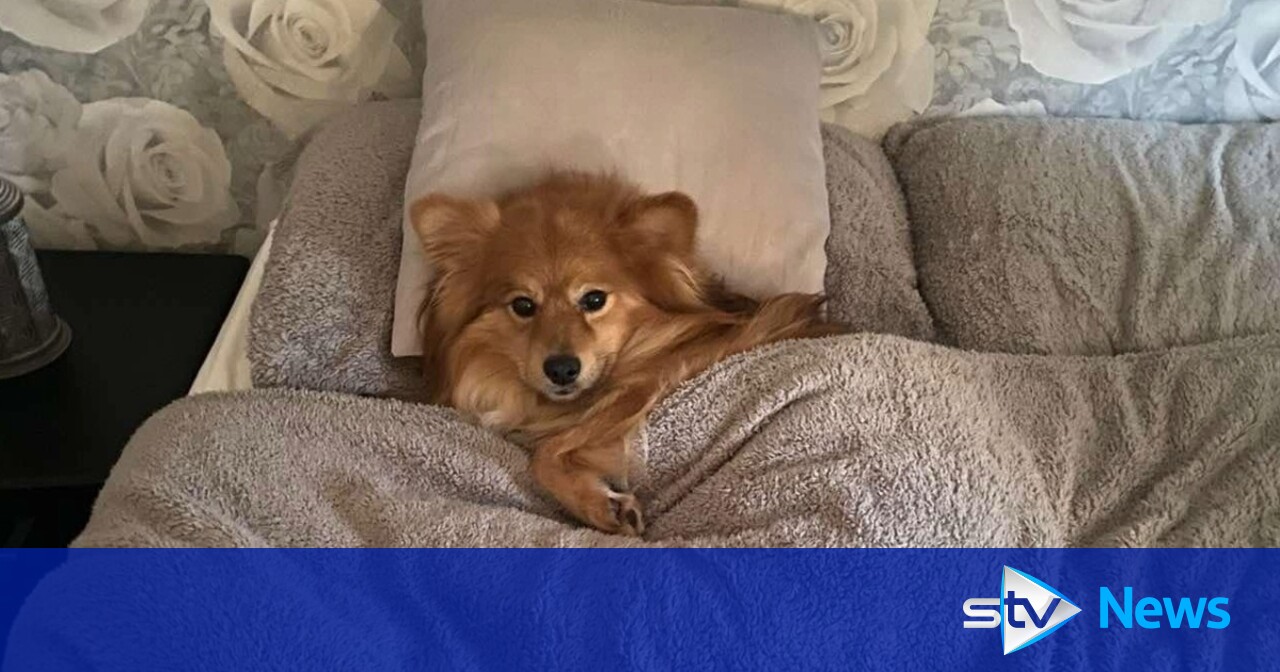 Children 'heartbroken' after XL Bully kills dog and breaks gran's arm ...