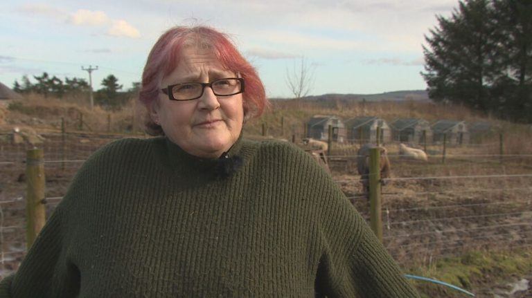 Halfpenny Farm: Animal sanctuary facing closure as fundraiser launched ...
