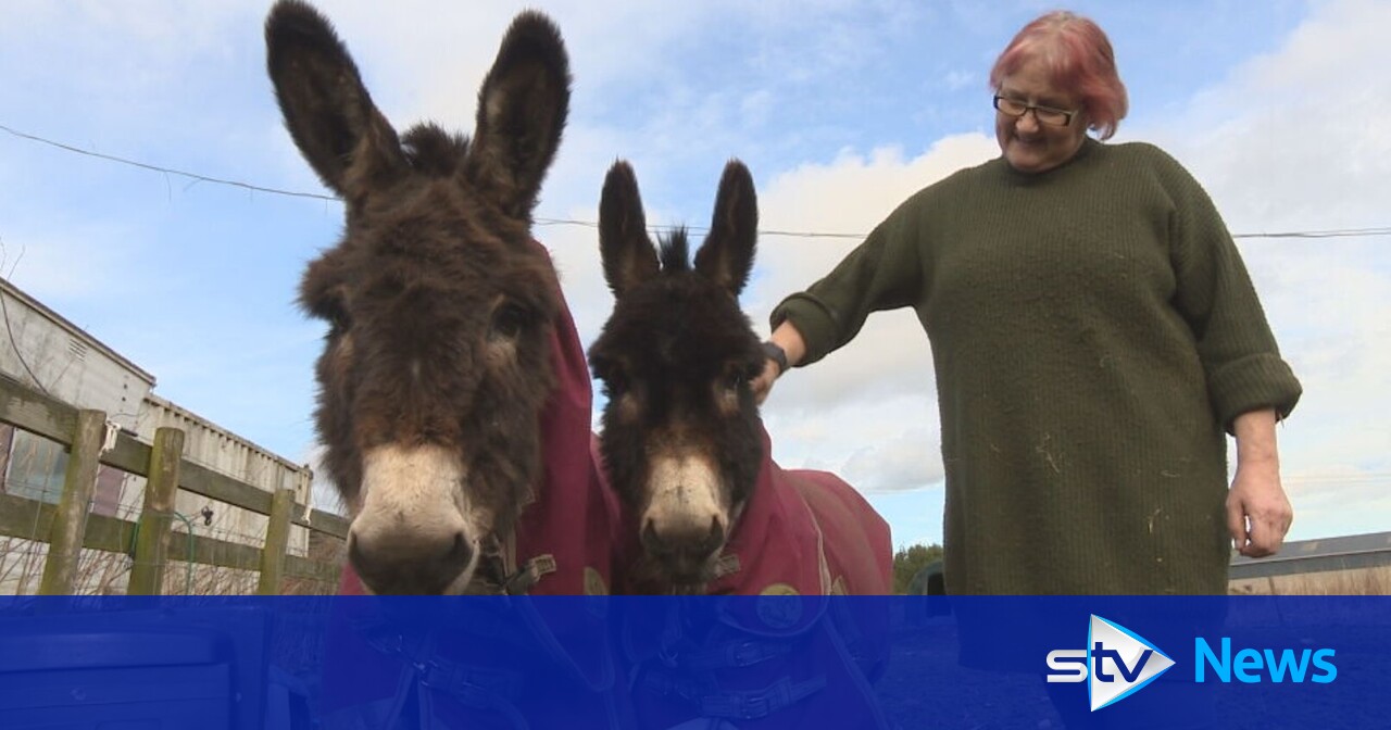 Halfpenny Farm: Animal sanctuary facing closure as fundraiser launched ...