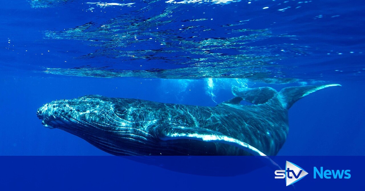 Whale song more similar to human language than previously thought ...