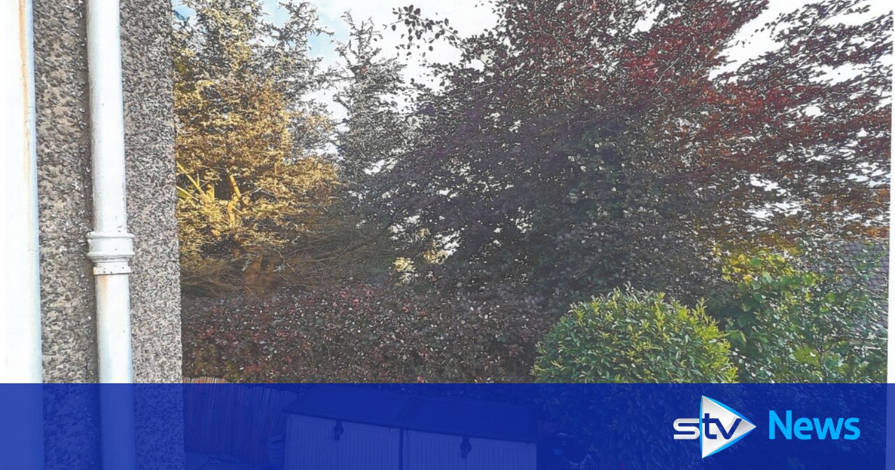 Glasgow neighbours' long-standing row over hedge sees Scottish ...