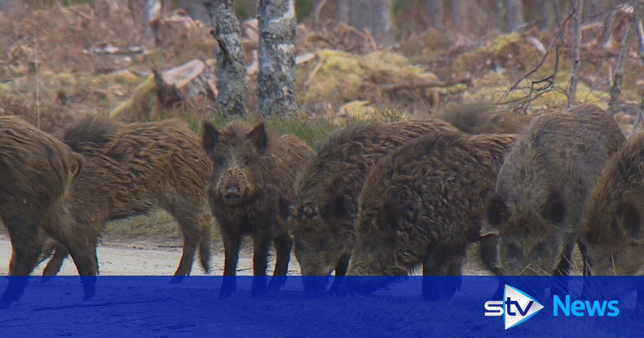 Call for ‘decisive action’ against guerrilla rewilding after pigs ...