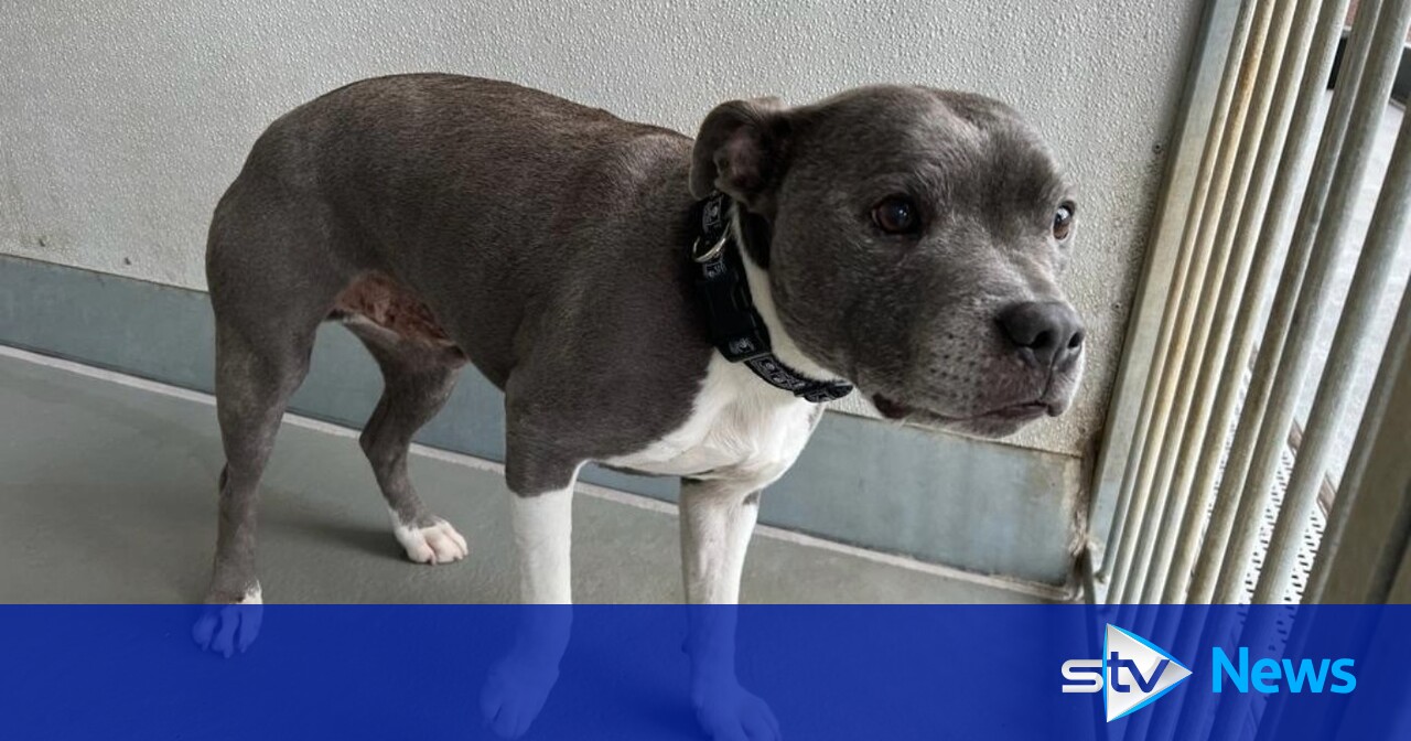 Man seen kicking, punching and choking elderly dog banned from keeping ...