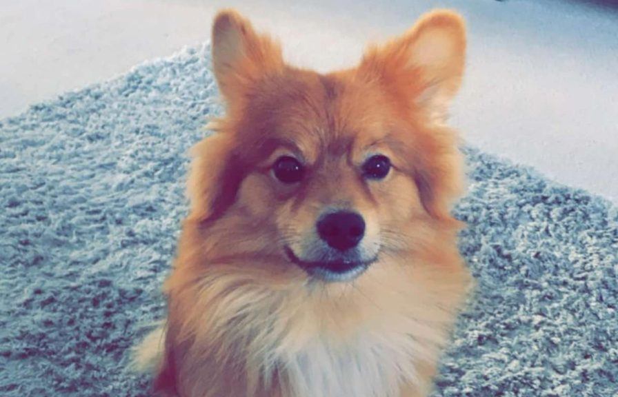 Woman reported after XL Bully kills dog and breaks gran's arm | STV News
