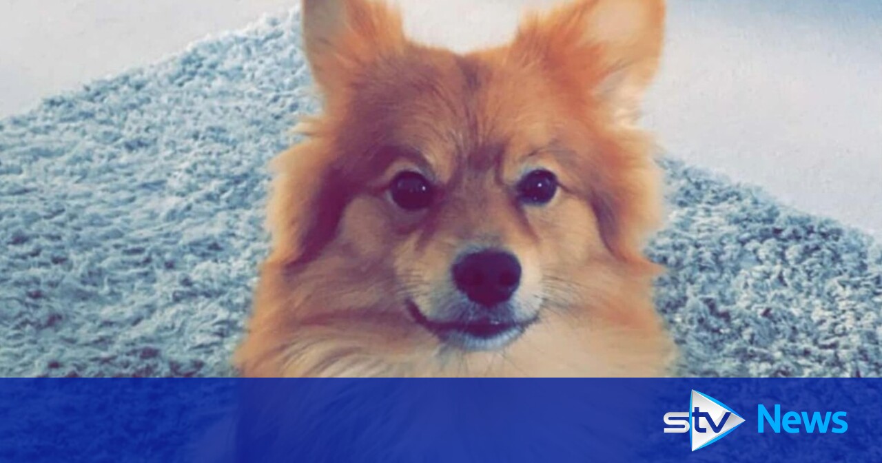 Woman reported after XL Bully kills dog and breaks gran's arm | STV News