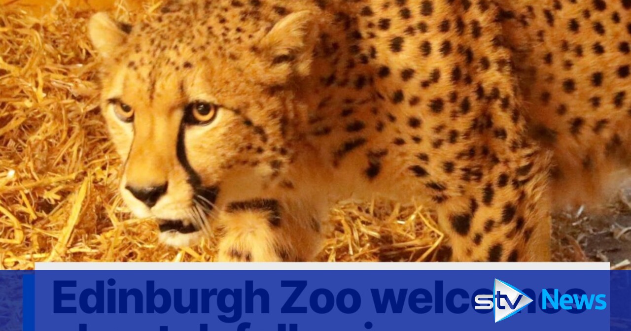 Edinburgh Zoo welcomes cheetah following death of Cleo last year | STV News