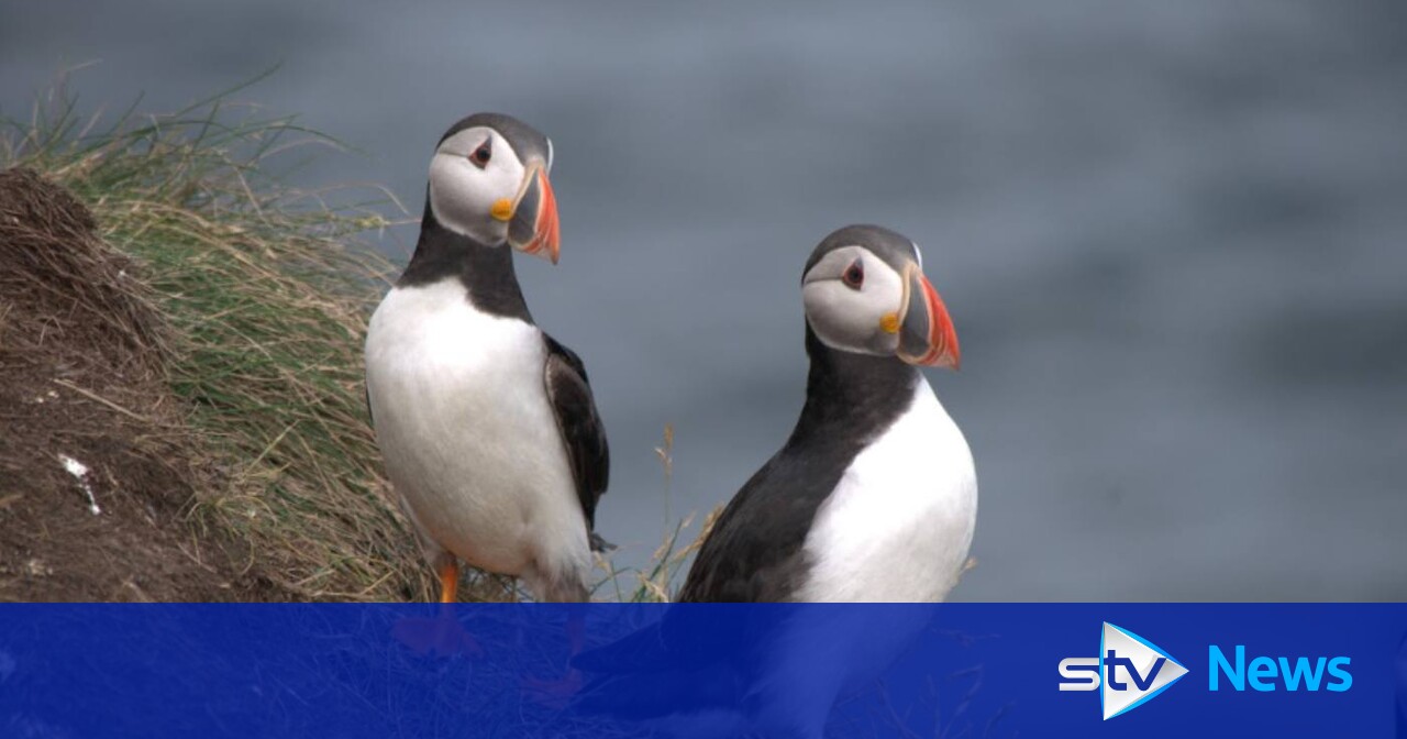 First puffins of the year spotted in Firth of Forth close to Craigleith Island | STV News