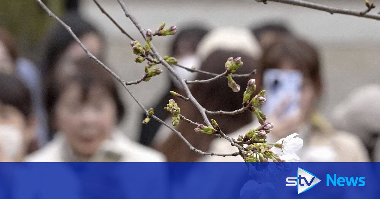 Japan's weather agency officially declares start of cherry blossom ...