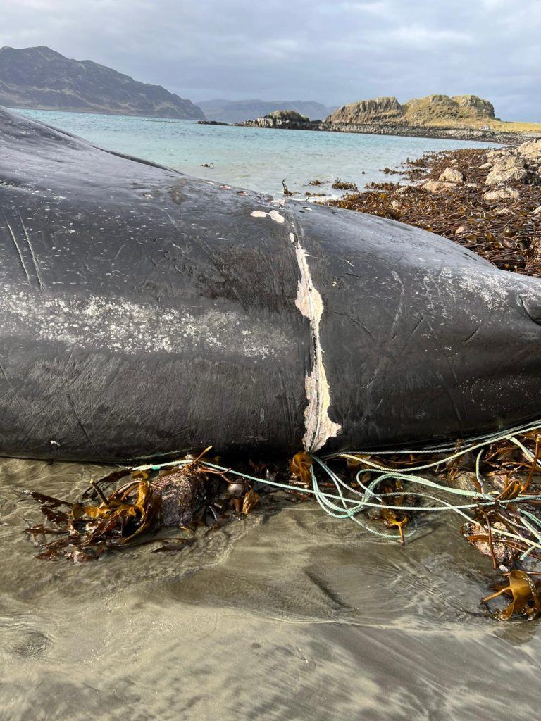 Sperm whale dies after becoming entangled in fishing ropes | STV News