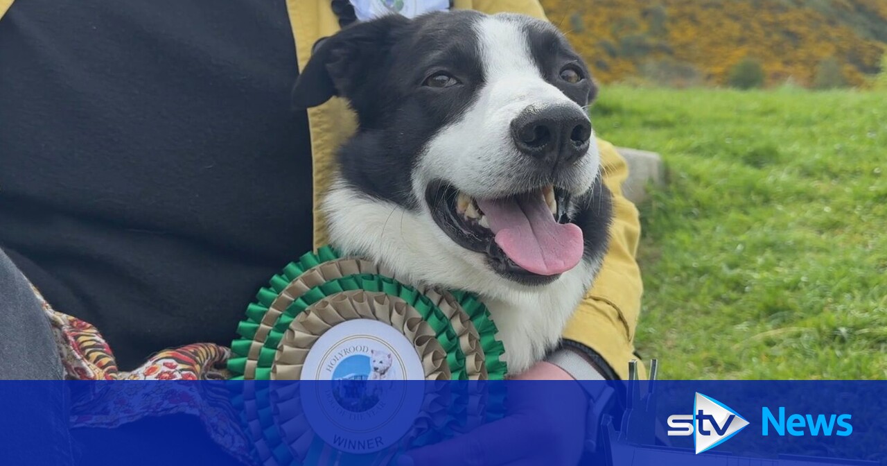 Argyll and Bute MSP's 'failed sheepdog' Jim crowned Holyrood Dog of the ...