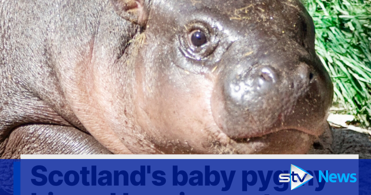 Scotland’s baby pygmy hippo Haggis meets dad for the first time | STV News