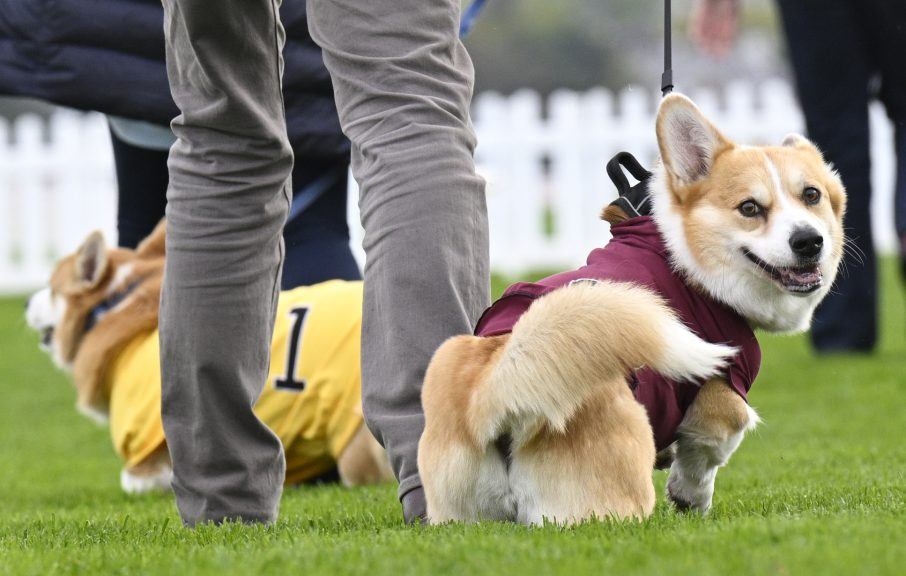 Juno races to victory in Corgi Derby at Musselburgh Racecourse | STV News