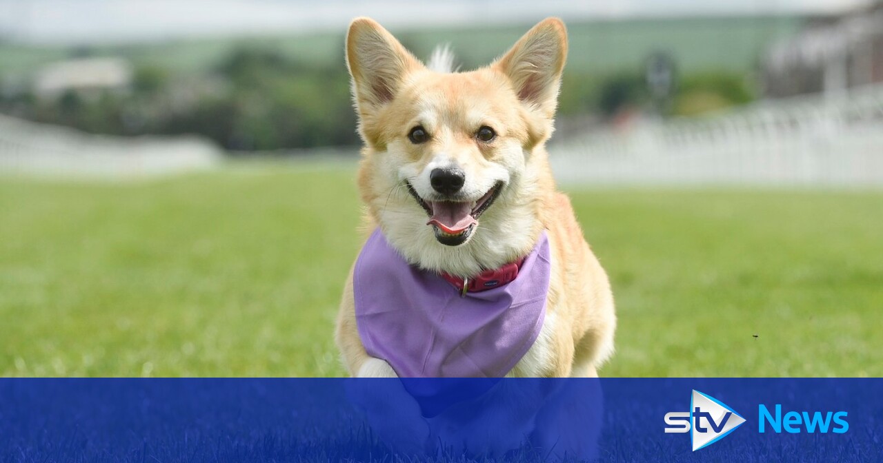 Pups set to battle it out to be crowned top dog at Corgi Derby at ...