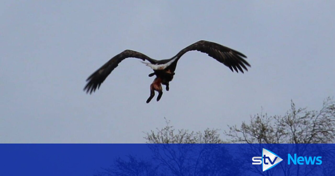 Shocking images of sea eagle snatching lamb from mother | STV News