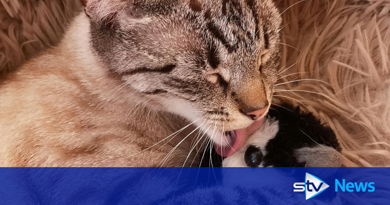 Owner’s disbelief as cat missing since November found more than 300 ...