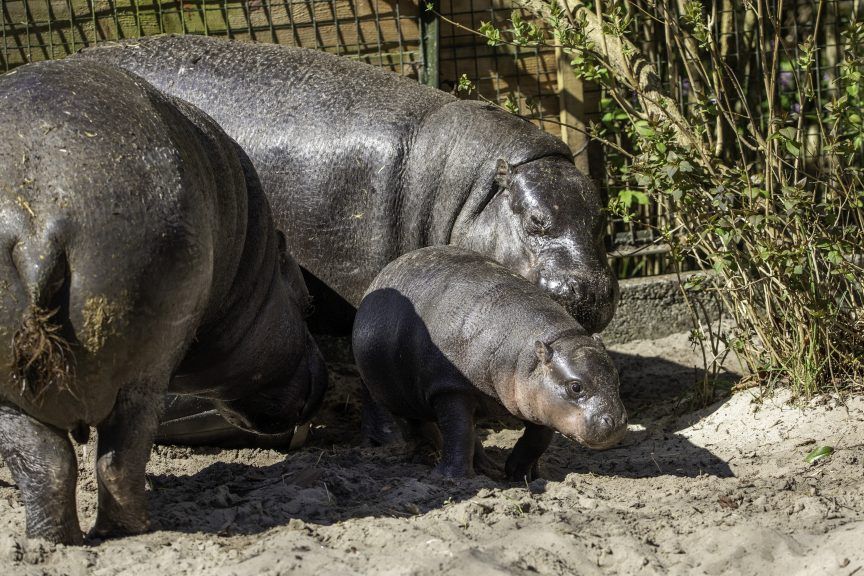 Scotland's baby pygmy hippo Haggis meets dad for the first time at ...