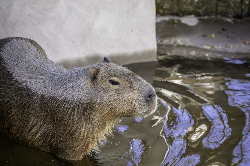 Scotland's baby pygmy hippo Haggis meets dad for the first time at ...