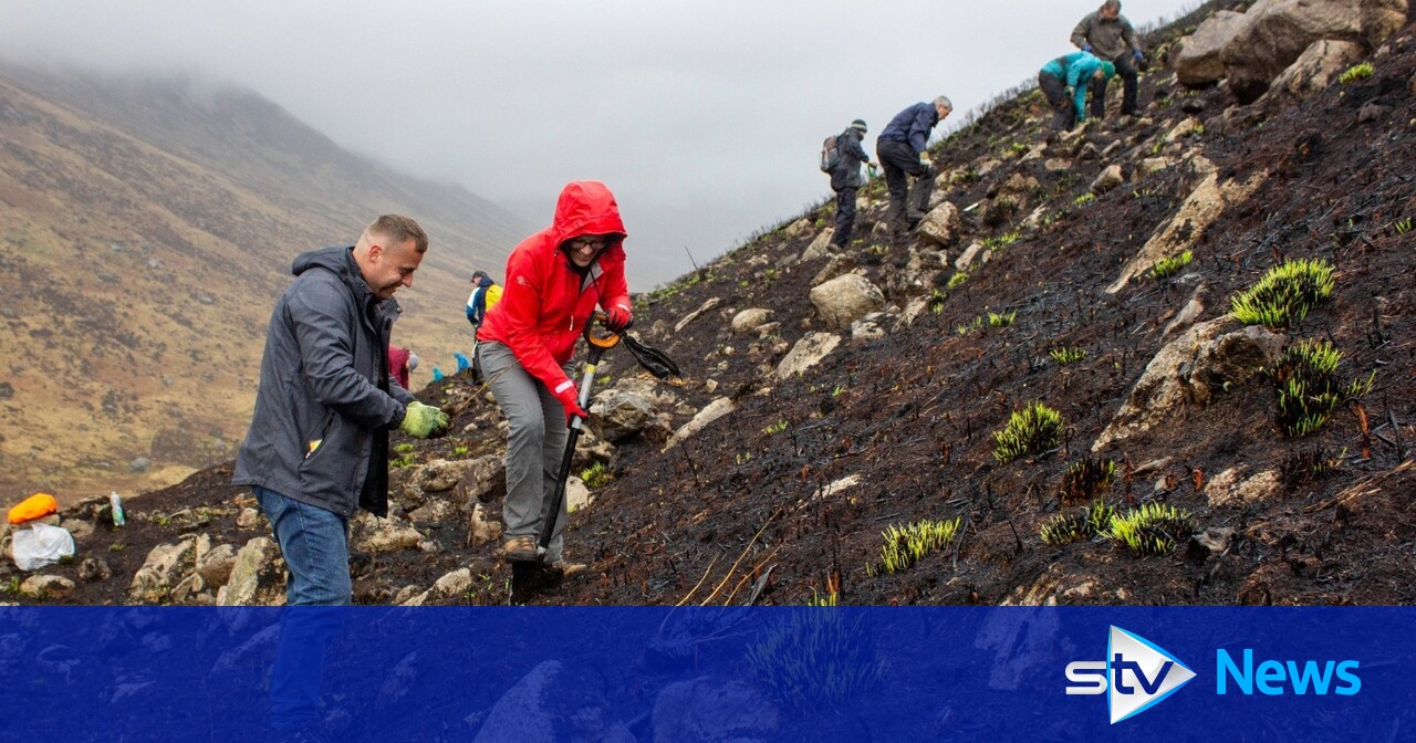 Thousands of trees planted at Glen Rosa on Isle of Arran after wildfire ...