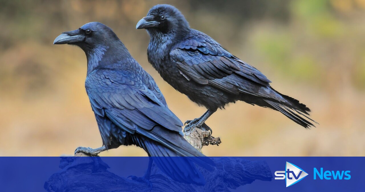 Ravens in Orkney could be culled in new scheme to protect livestock ...