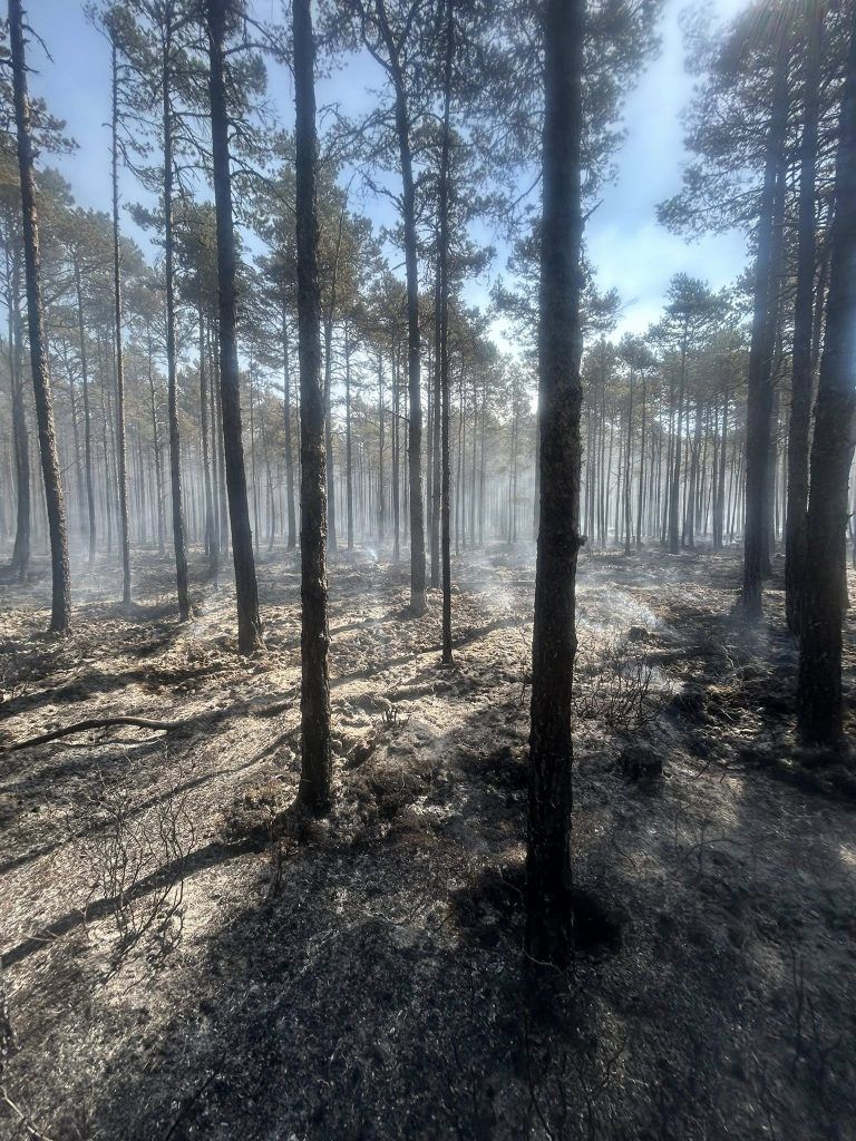 Pictures show damage from Culbin Forest wildfire as crews battle blaze ...