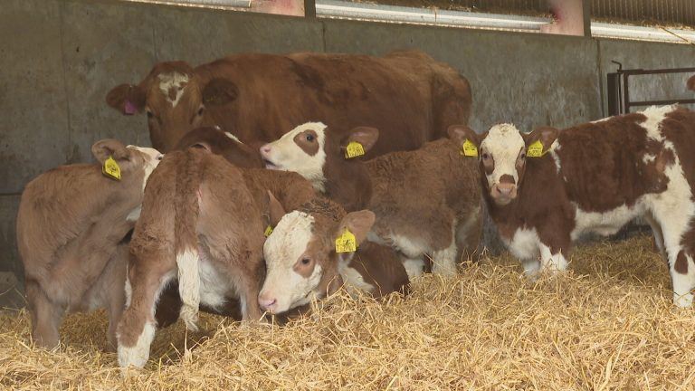 Beef shortages could be seen in Scotland amid cattle decline | STV News
